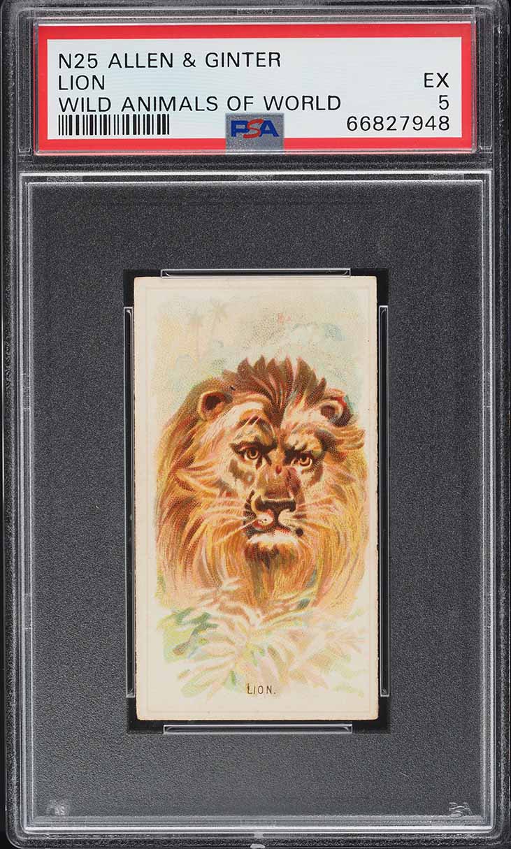 1888 N25 Allen & Ginter Wild Animals Of The World Lion PSA 5 EX on ...