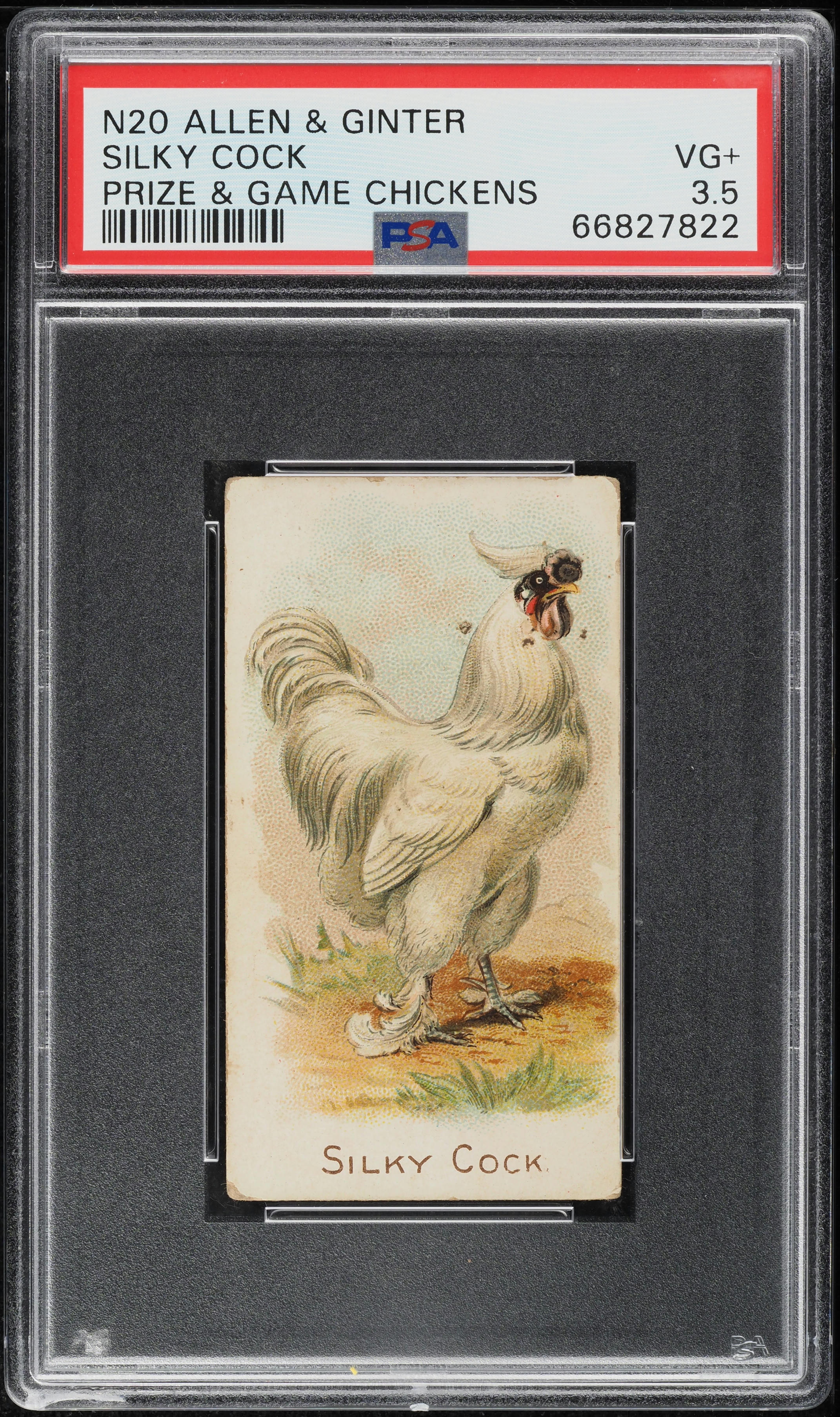 1891 N20 Allen & Ginter Prize & Game Chickens Silky Cock PSA 3.5 VG+ on ...
